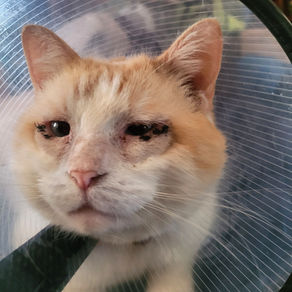 Home | Oregon Coast Small Animal Rescue