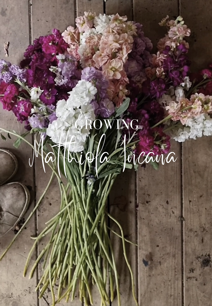 Guide to Growing Scented Stocks