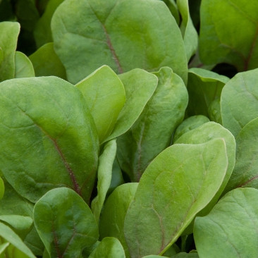 Spinach Red Vein F1 | Hampshire Seed Company