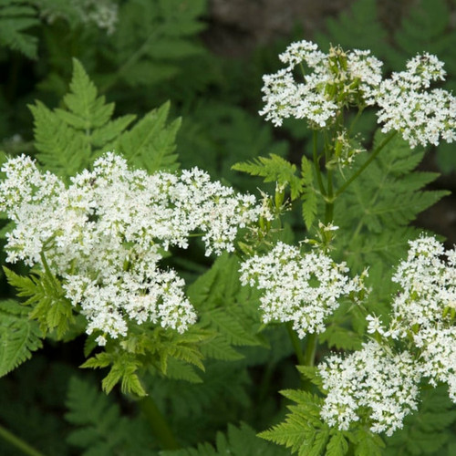Sweet Cicely (Herb) | Hampshire Seed Company