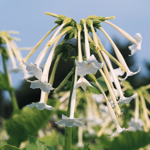 Nicotiana Sylvestris White Trumpets | Hampshire Seed Company