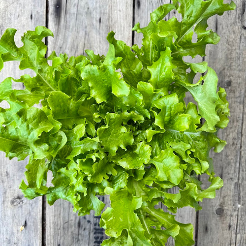 Lettuce All Year Round | Hampshire Seed Compa