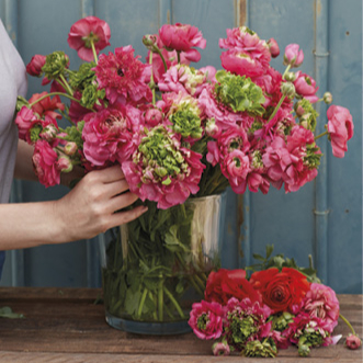 How to Grow French Ranunculus in the UK- Planting, Care & Cutting Tips