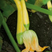 Courgette Yellow Zephyr F1 | Hampshire Seed Company
