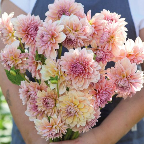 Dahlia Sturm Sweet Maria | Hampshire Seed Company