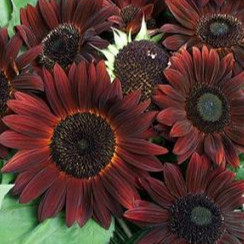 Helianthus (Sunflower) Claret F1 | Hampshire Seed Company