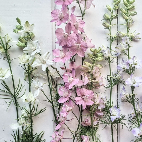 Delphinium Consolida (Larkspur) "Pastel Breeders Mix" | Hampshire Seed ...