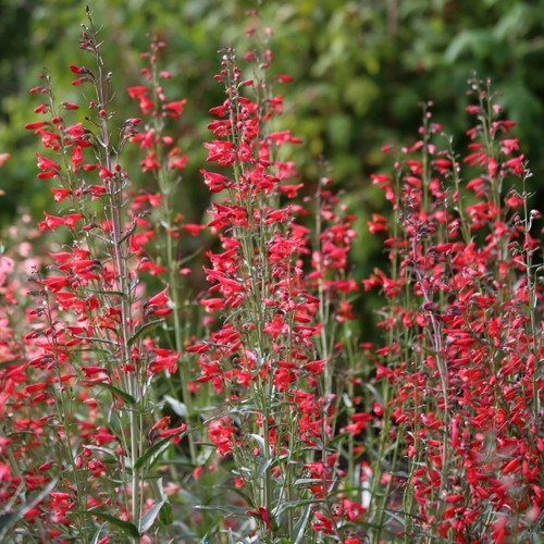 Penstemon Barbatus "Twizzle Scarlet" | Hampshire Seed Compa