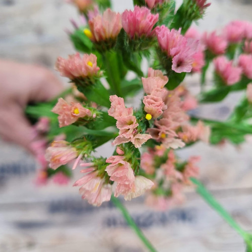 Statice/Limonium Sinuatum "Sunburst Apricot" | Hampshire Seed Company