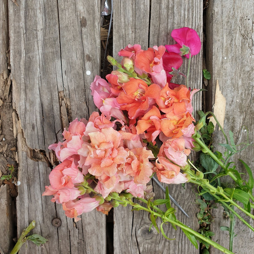 How to Grow Snapdragons for Cutting: The Complete Seed-to-Vase Guide