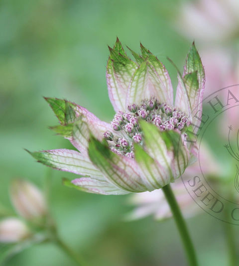 potted astrantia