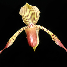 Gallery|Paphiopedilum Hybrids|British Paphiopedilum Society