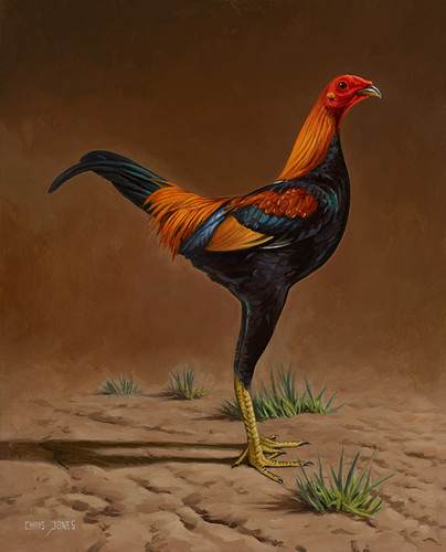 Black-Red Modern Game Bantam | chrisjonesart