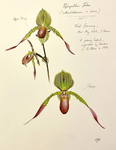 Paph. Julius studies | chrisjonesart