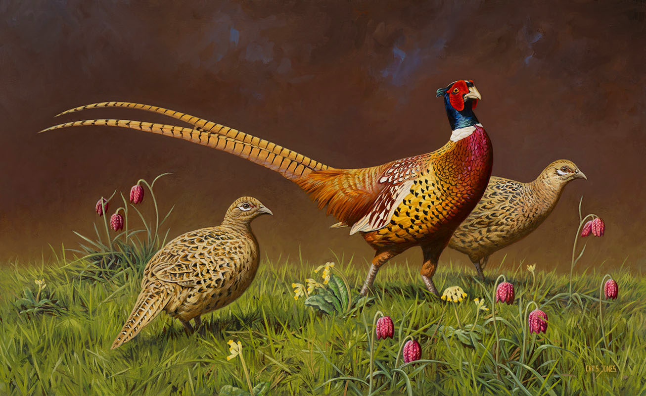 Chris Jones - Poultry & Wildlife Artist