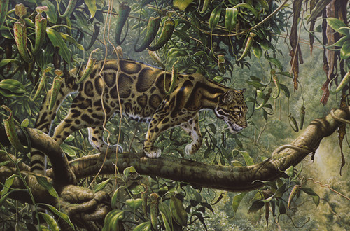 Nepenthe - Clouded Leopard & Pitcher Plants | chrisjonesart