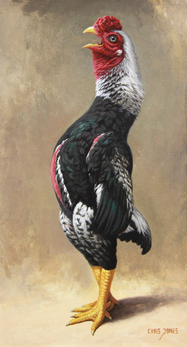 Ko Shamo | chrisjonesart