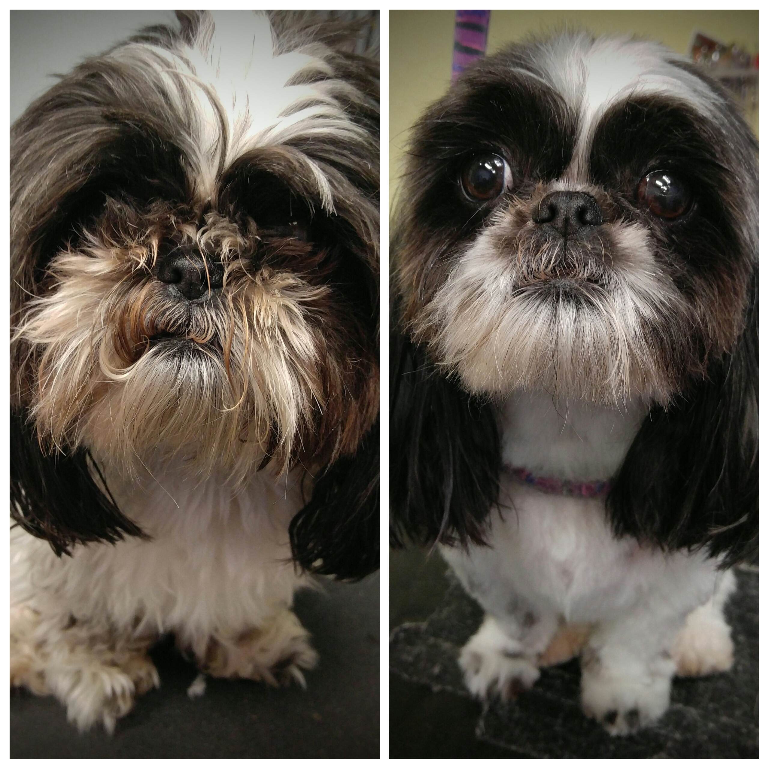 Bark Avenue Dog - Rochester, NY Dog Groomers