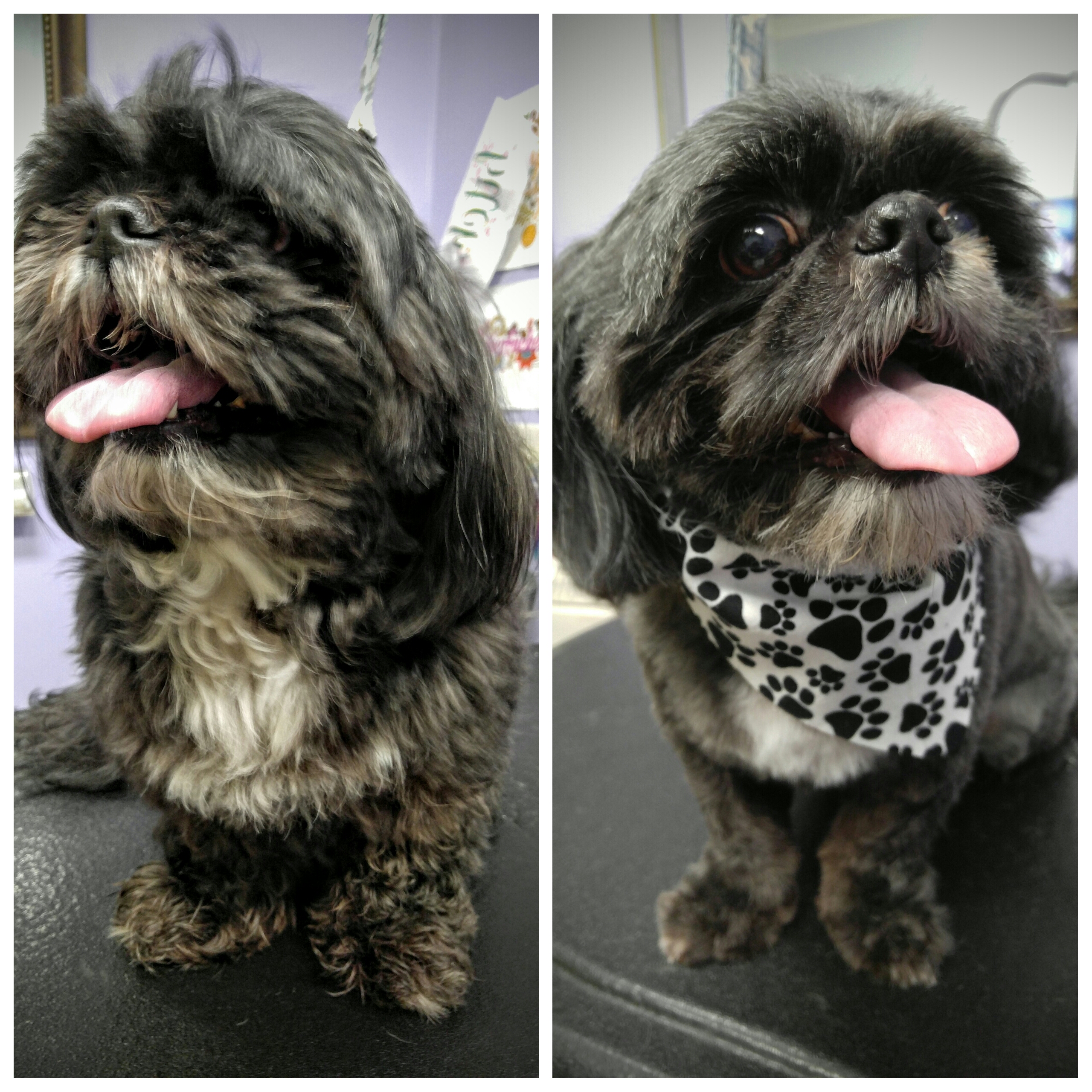 Bark Avenue Dog - Rochester, NY Dog Groomers