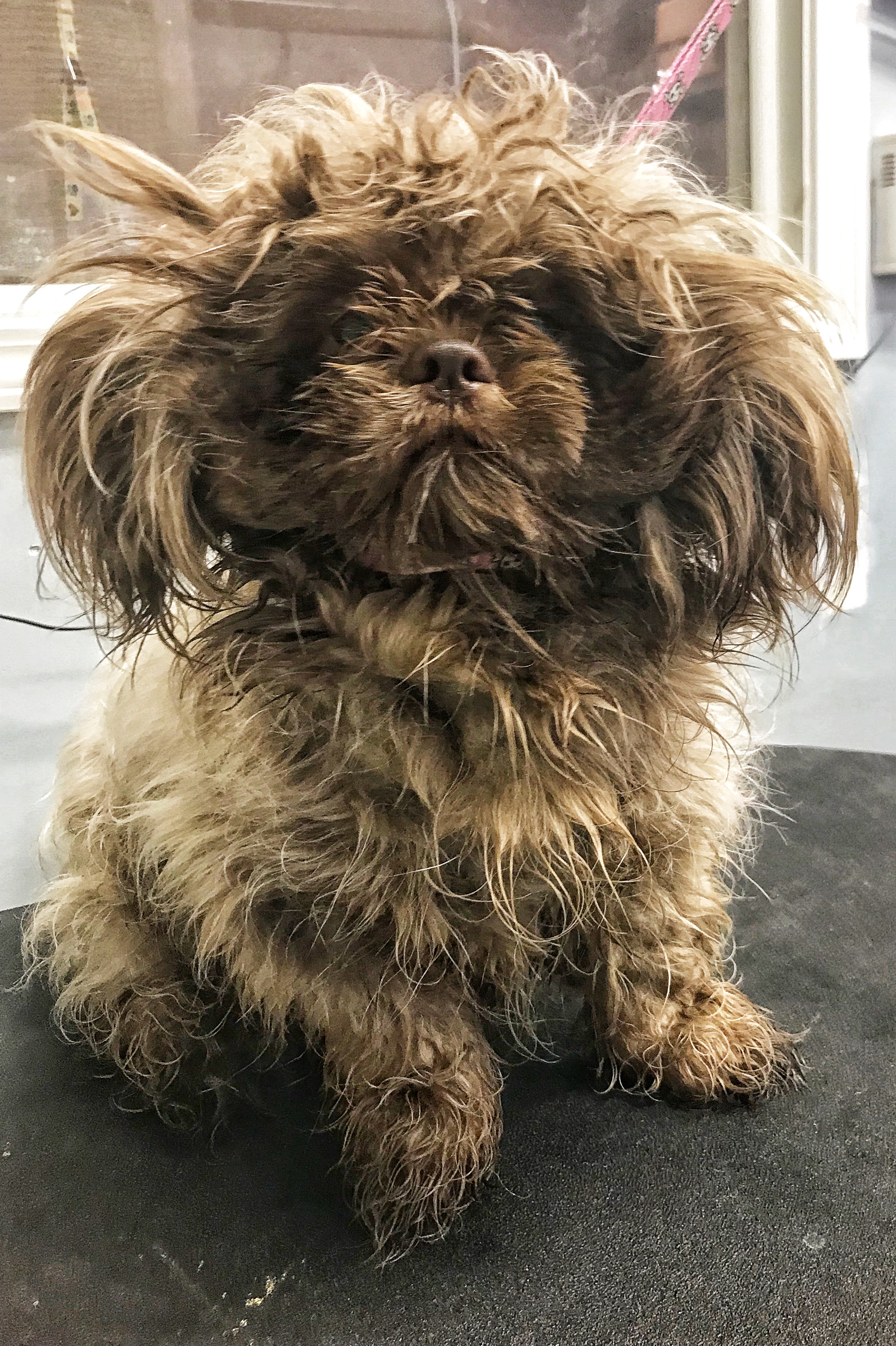 The ABC's Of Matting: Understanding Dog Coat Matting, A Professional ...