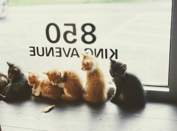 Low-Cost Veterinary Clinic | COPAW