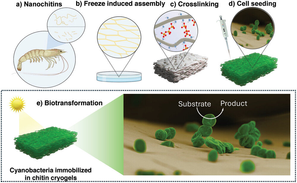 Bioinspired Nanochitin-Based Porous Constructs for Light-Driven Whole ...
