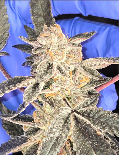 Cookies Forum Cut x Shoreline x Above and Beyond(SEEDS)#Q | Old School ...