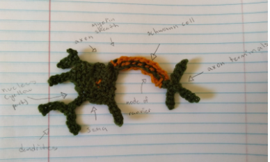 How to Teach the Brain & Biology Unit for Psychology