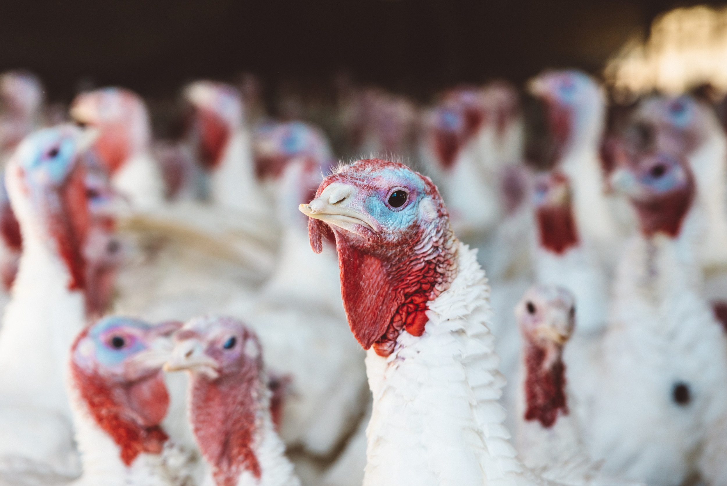 Turkey Pick-Up FAQs | Bolton's Farm Market in Silverdale Pennsylvania