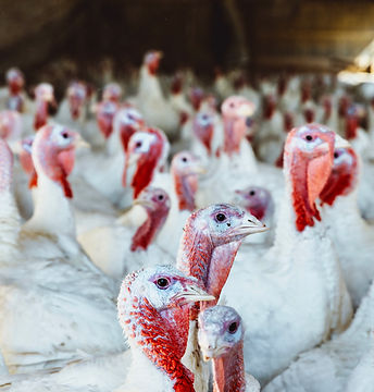 Home | Bolton's Farm Market in Silverdale Pennsylvania