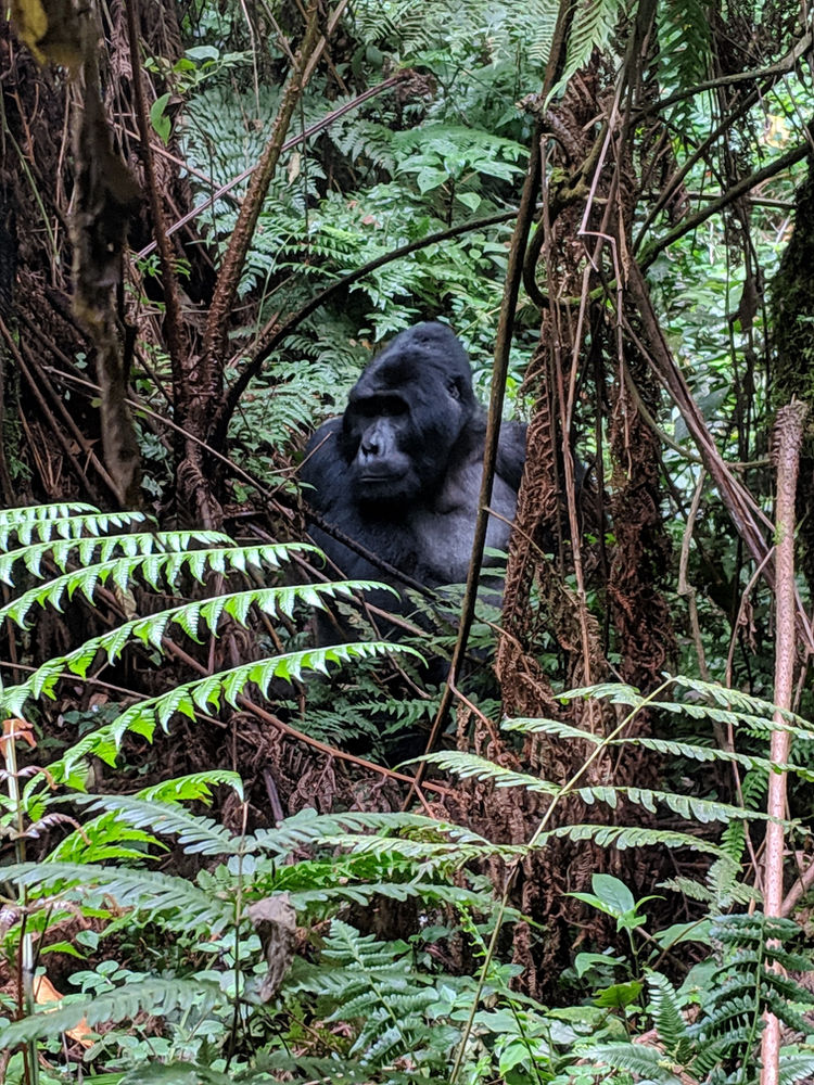 The Cheapest Way to See Gorillas in the Wild