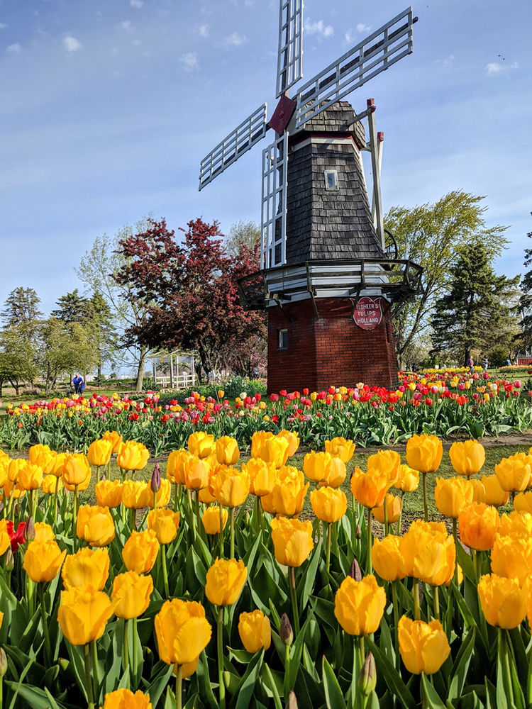 6 Million Tulips in a Day: Holland, Michigan