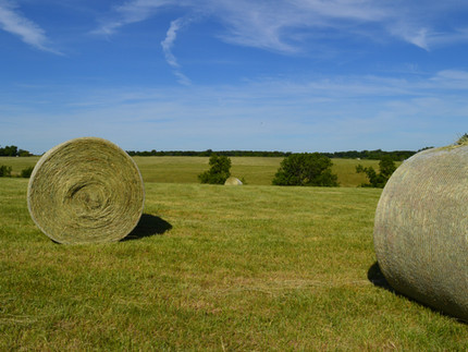 Midwest Grass & Forage | seed supplier | 1300 East University Drive ...