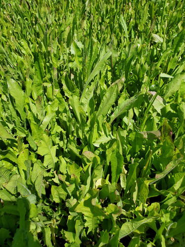 Chicory | Buck'N Wildlife