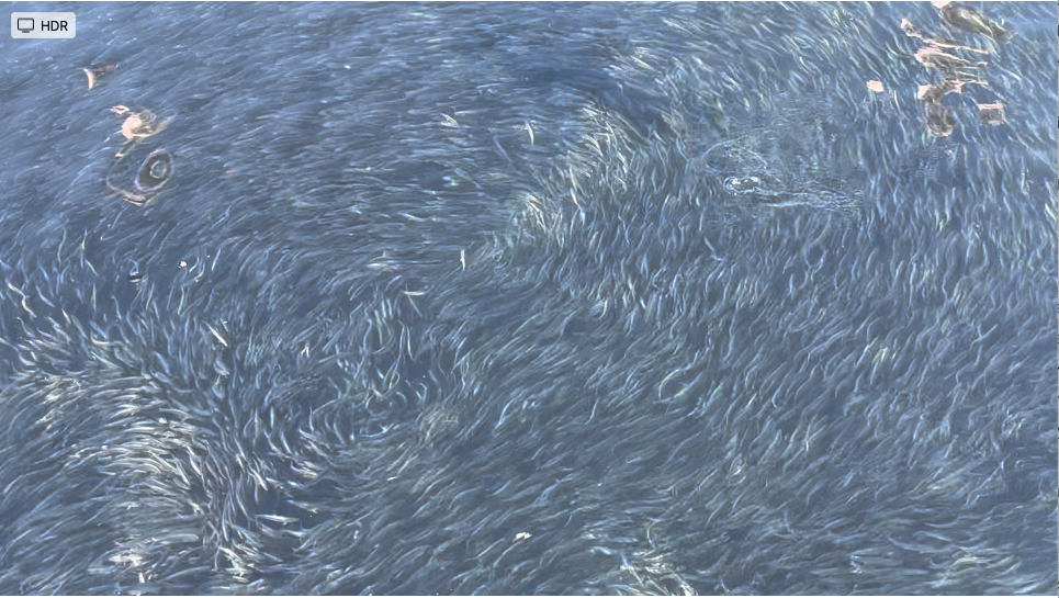 Forage Fish Frenzies Around Thetis Island
