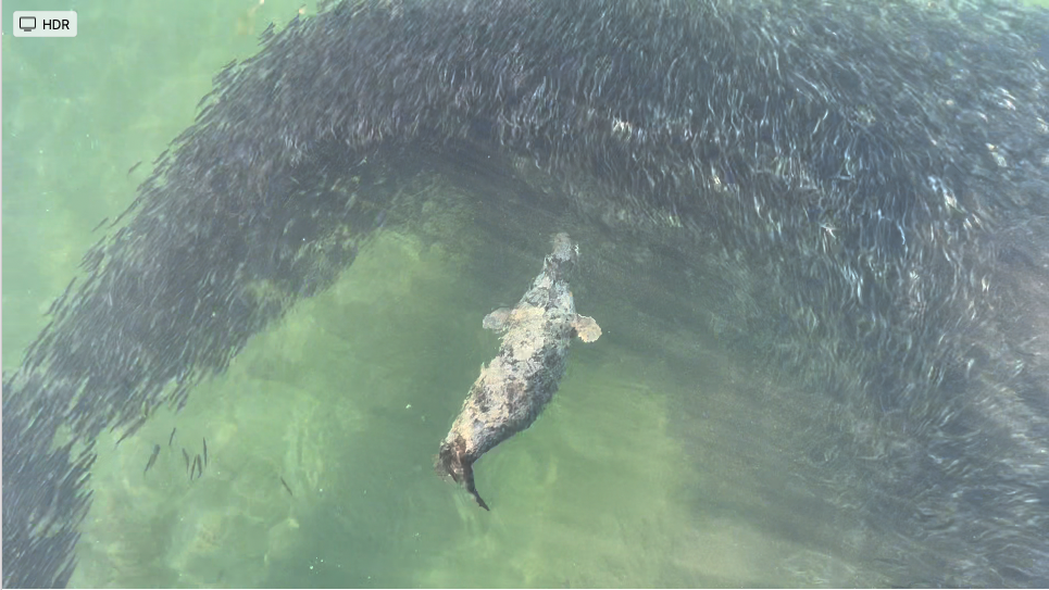 Forage Fish Frenzies Around Thetis Island
