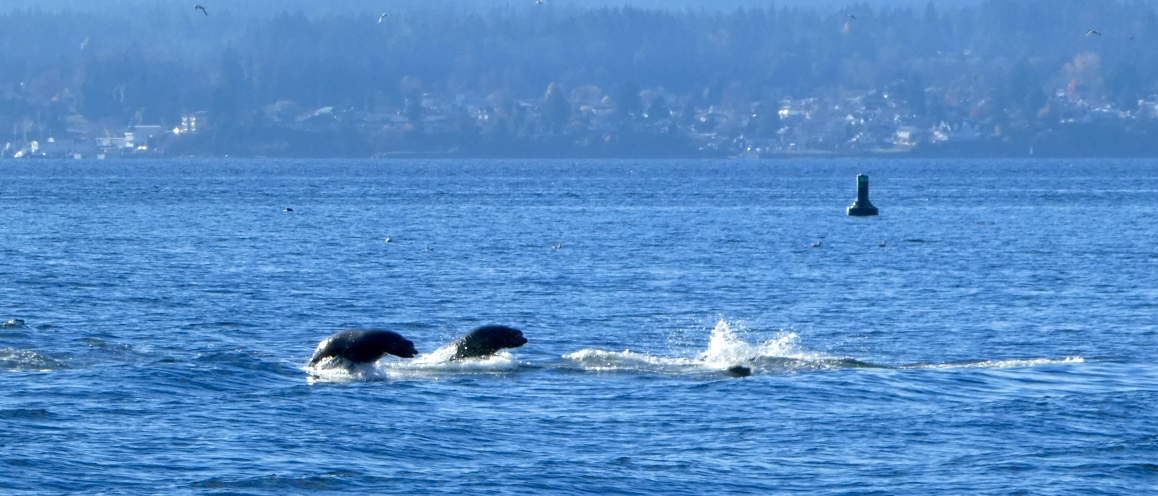 Forage Fish Frenzies Around Thetis Island