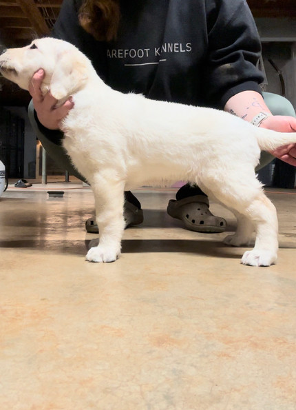 Faberge Lab'Soul Shine | Barefoot Kennels