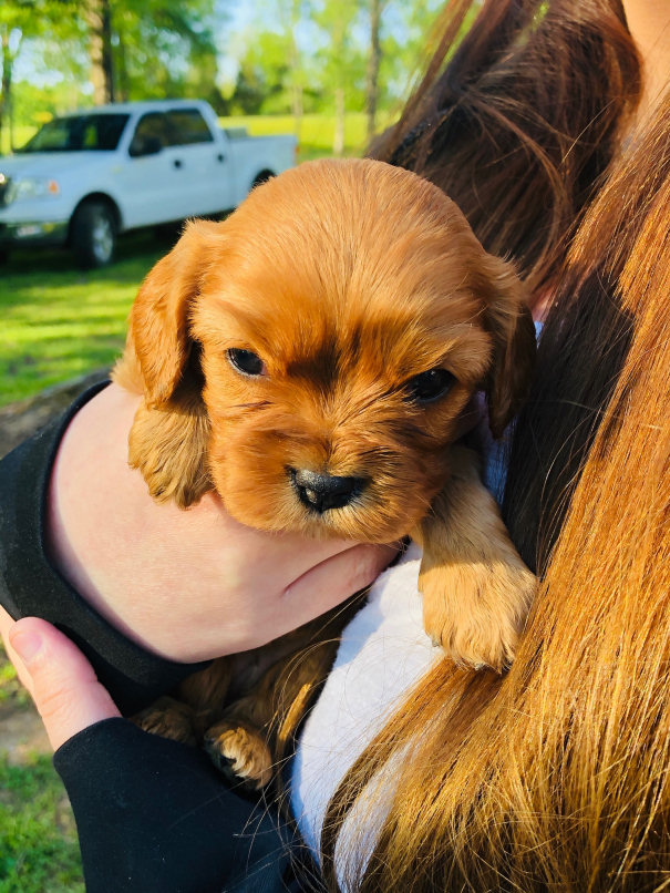 AKC Remy - Ruby Female | Cavaliers