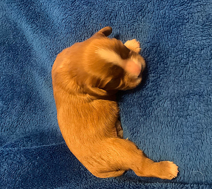 AKC Finley - Ruby Female | Cavaliers