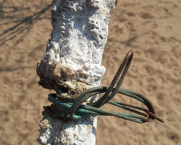 WHAT WE DO | Conservation Wildlife Fund | Hwange