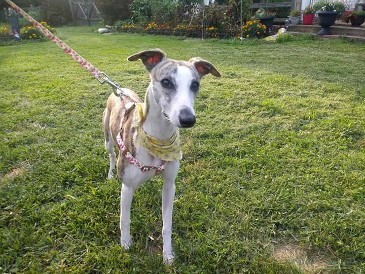 Eva the Farm Whippet