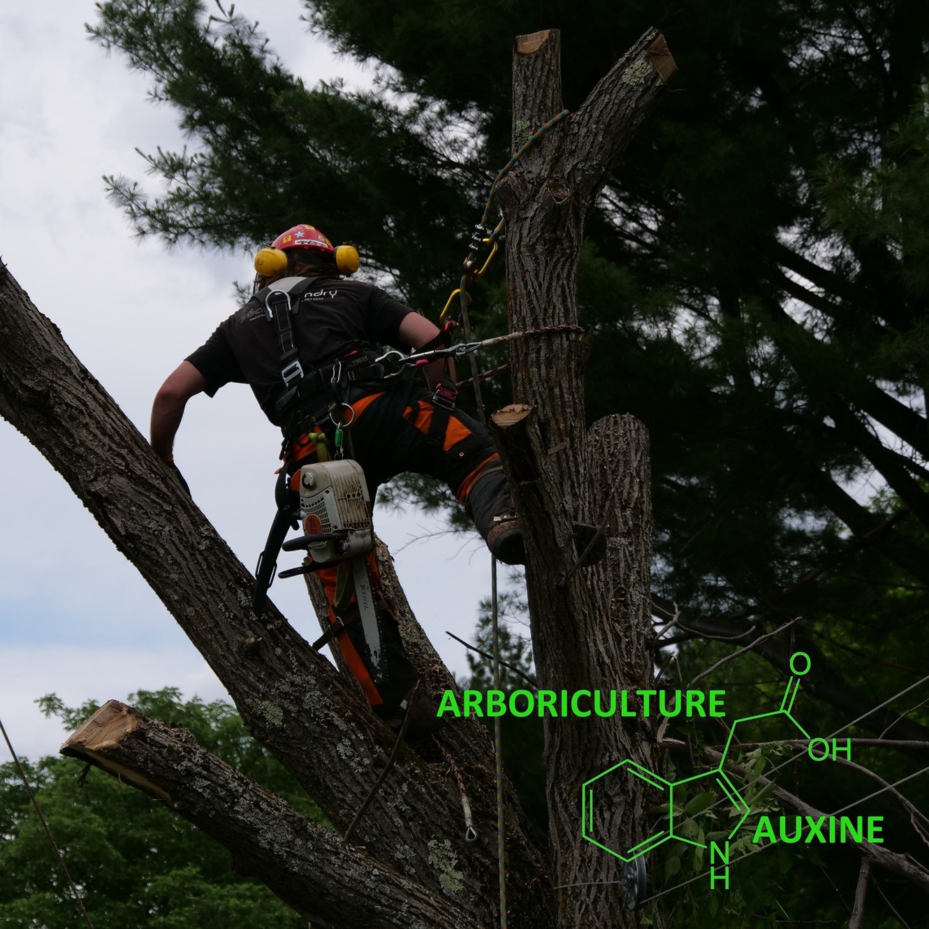 Service d'arbres | Tree service | Arboriculture Auxine | Canada