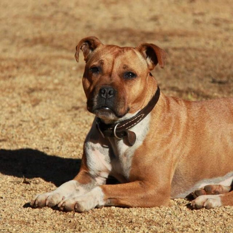 Working Dogs | Magaliesburg | Hornbill Lodge
