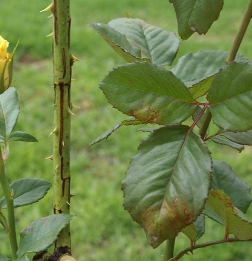 A Closer Look at Rose and Shrub Diseases
