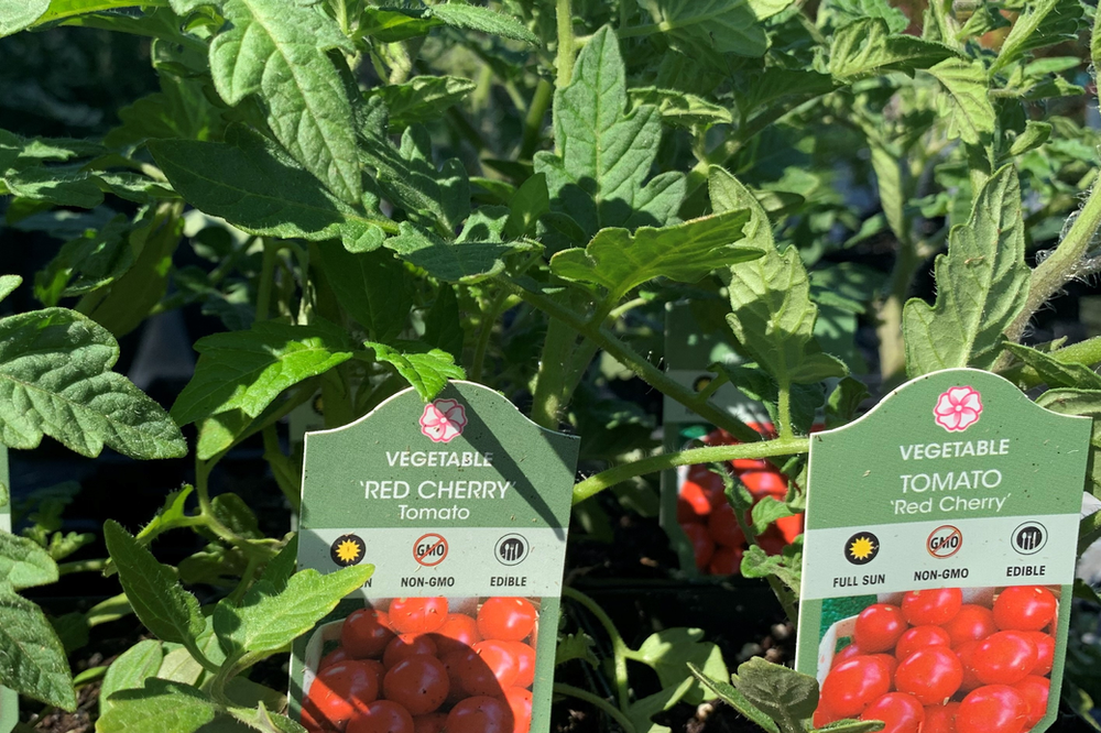 Talking Tomatoes with Holly