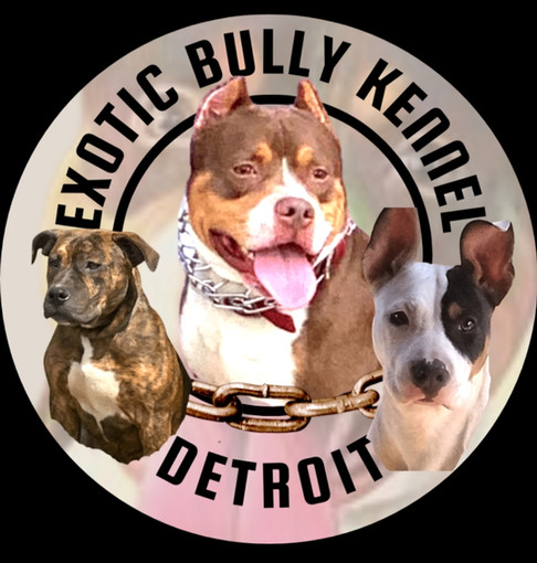 Home | Exotic Bully Kennel Detroit