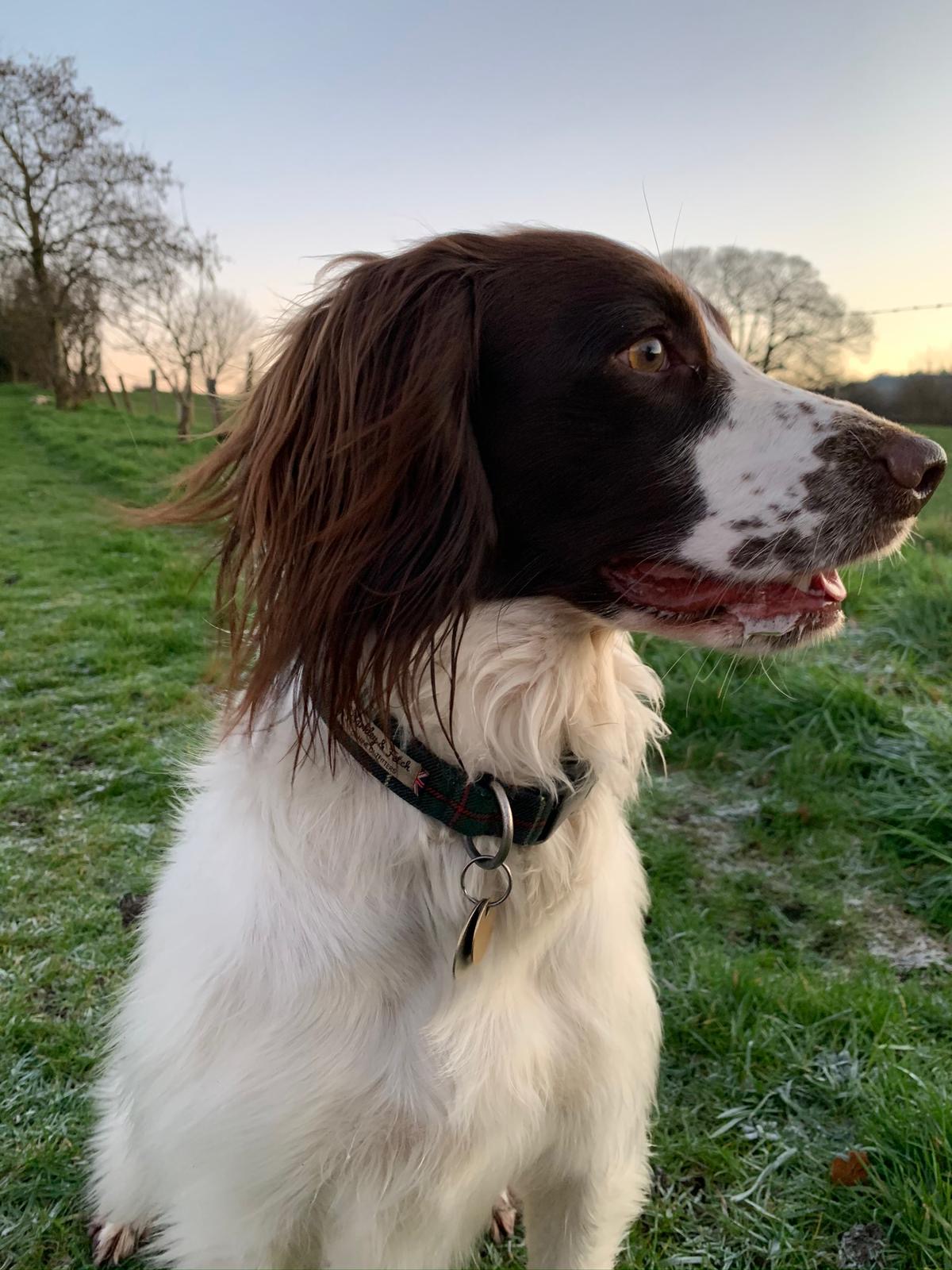 Colby Dogs | Cheshire Dog Walking Service & Stays