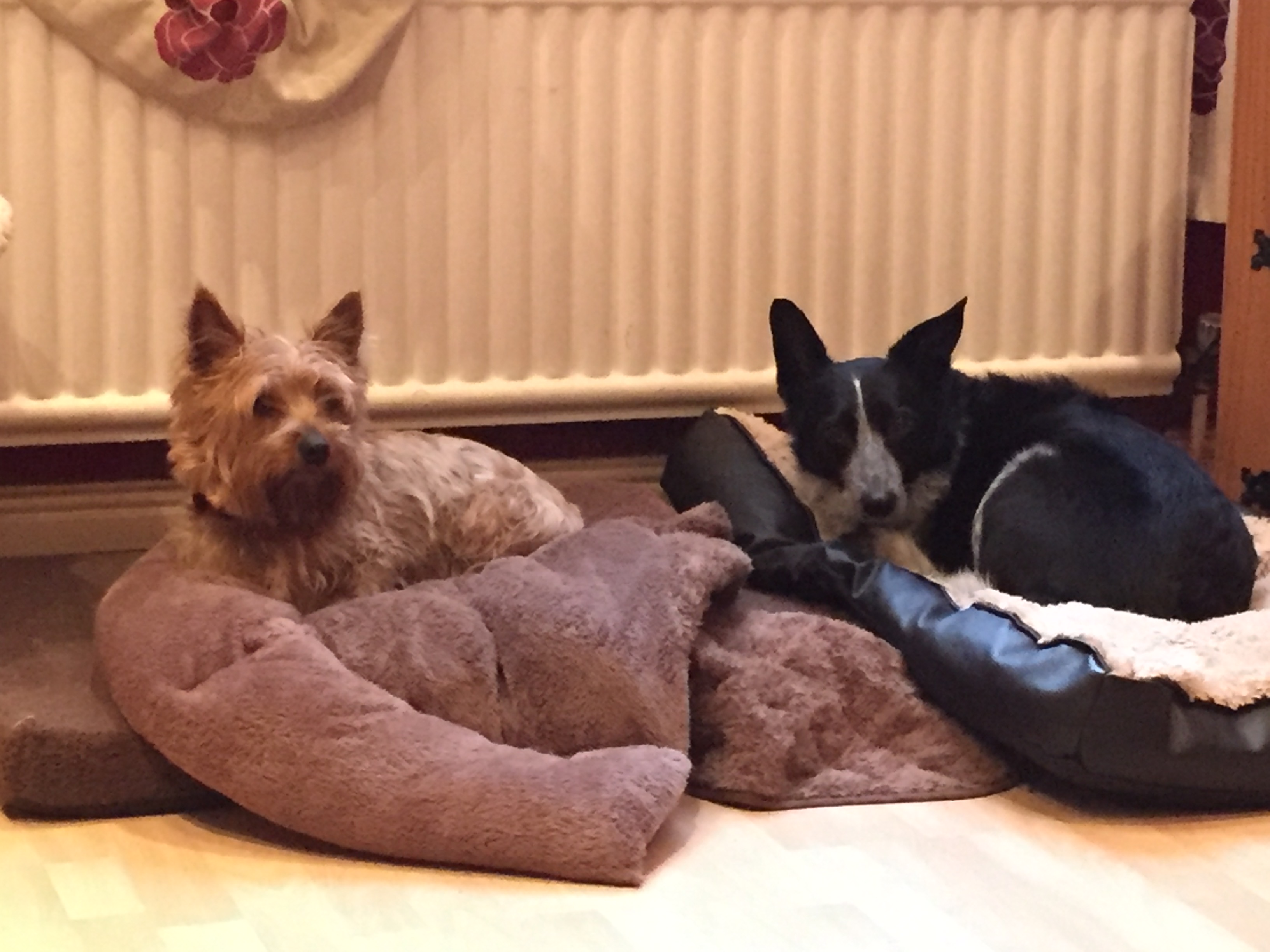 GALLERY | colby-dogs