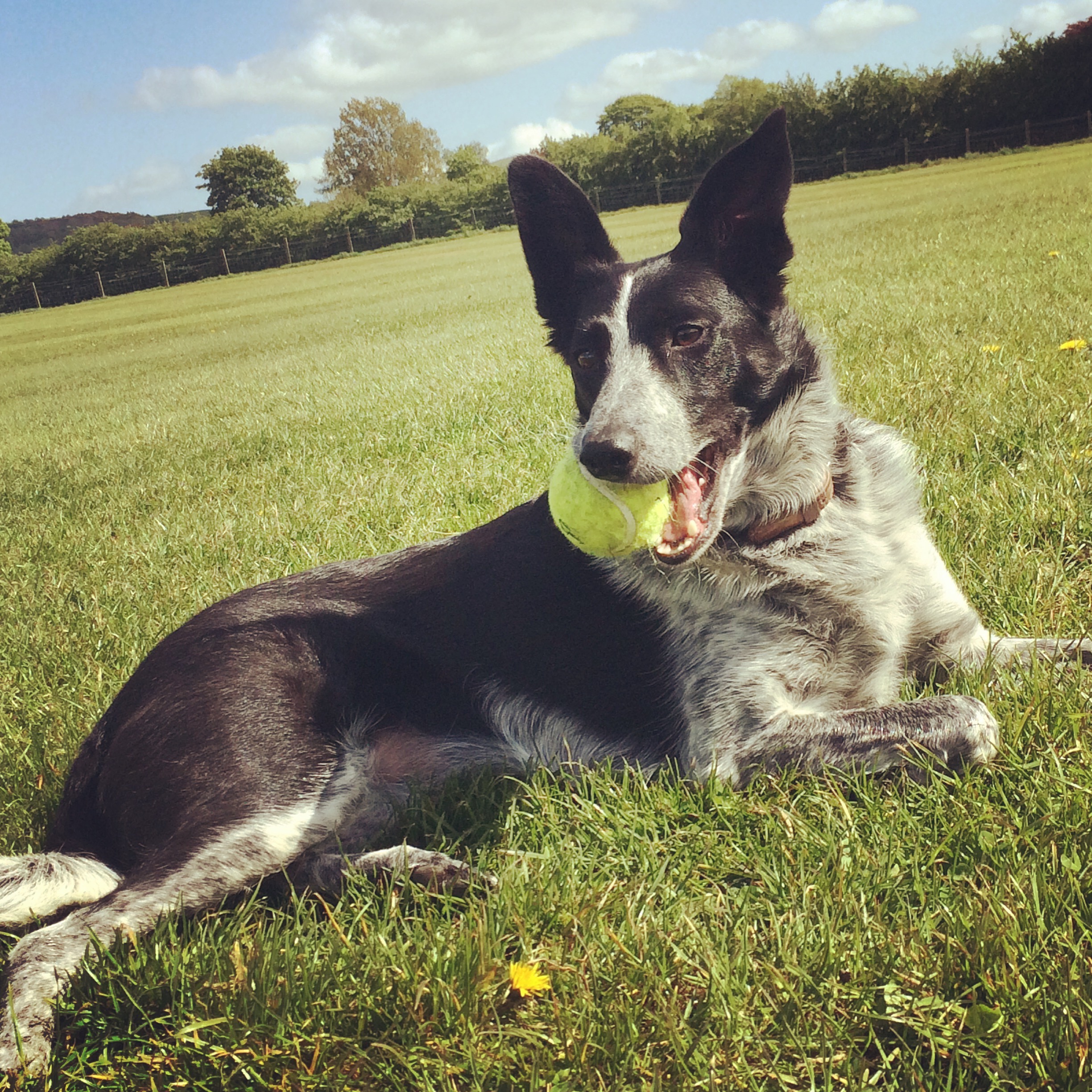 GALLERY | colby-dogs